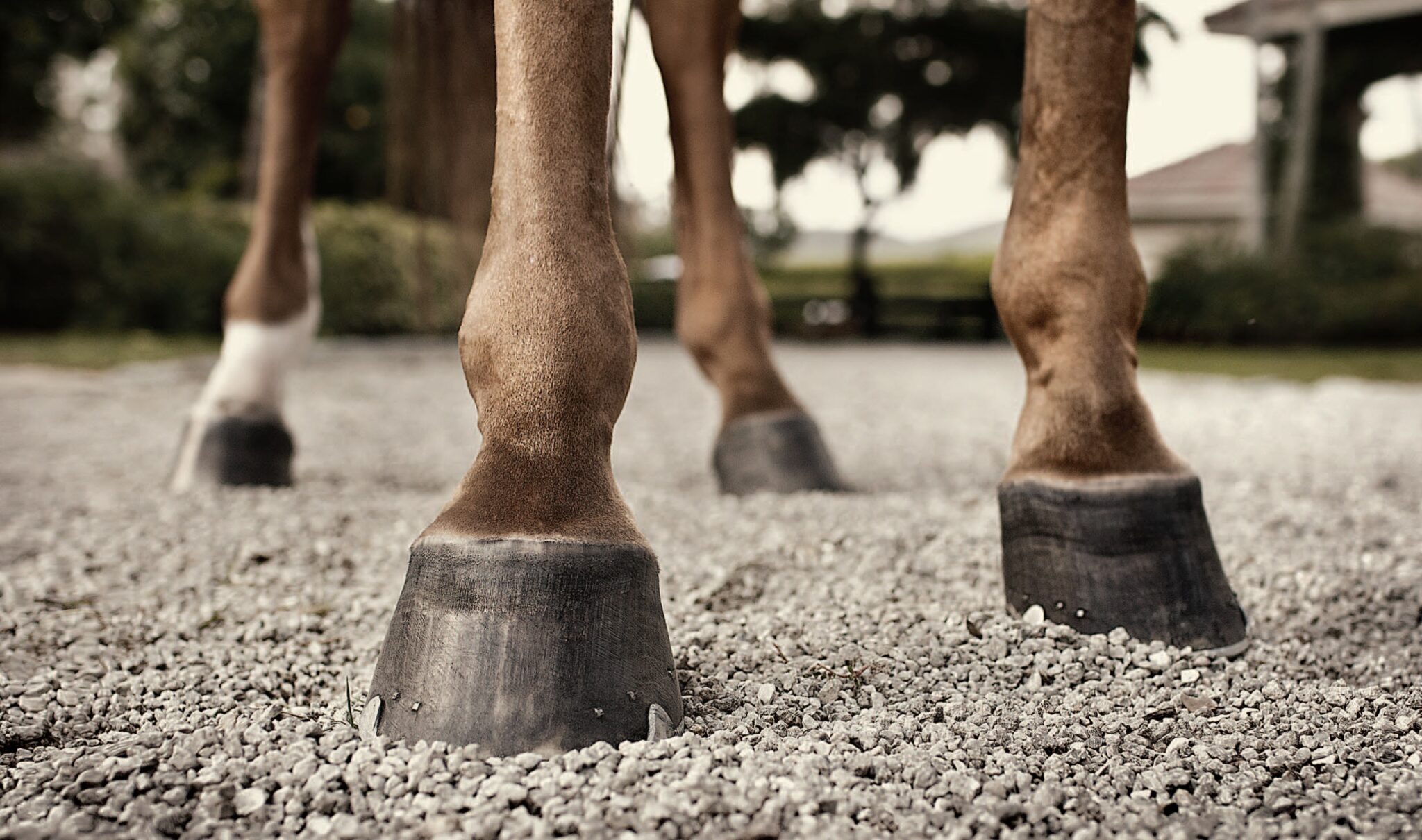 5 claves para unos cascos espectaculares - Blog de Hípica y Equitación